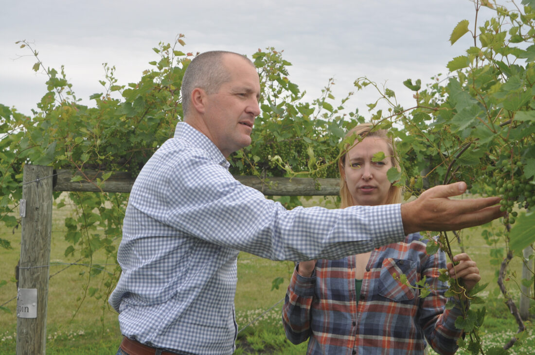 Grapes grow a family business | News, Sports, Jobs - Messenger News